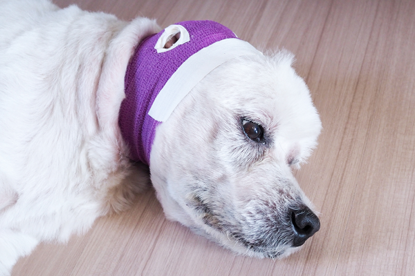 Understanding Ear Hematomas in Dogs: Expert Insights - Providence Vet